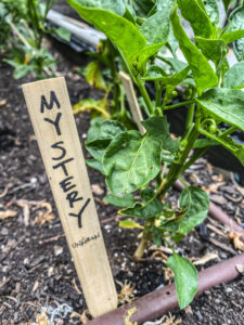 Everyday Magic 02 - Shutterbean